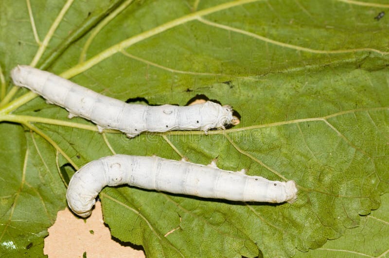 Moerbeizijderups stock afbeelding. Image of zijde, zijderups - 9176485