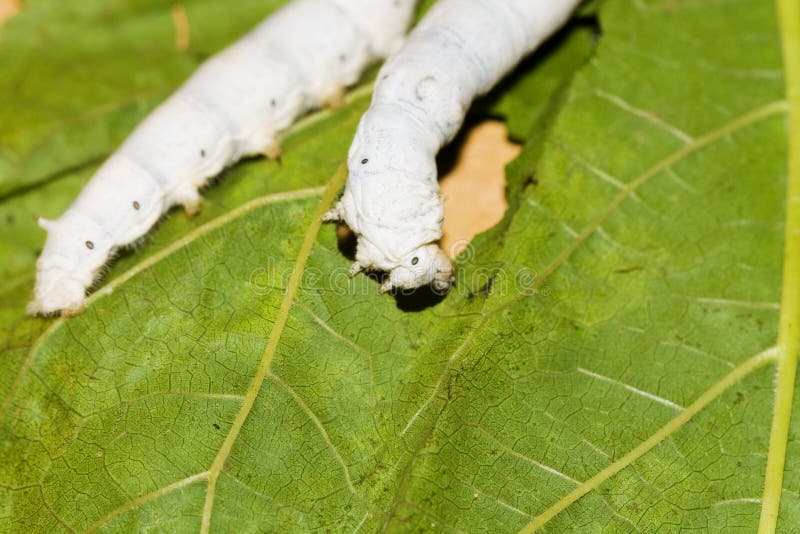 De Zijderups Van De Moerbeiboom Stock Foto - Image of eetlust ...