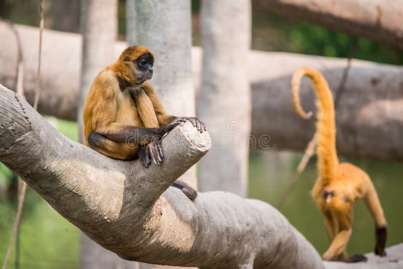 De Zitting Van De Spinaap Op Boom Stock Afbeelding - Image of leuk ...