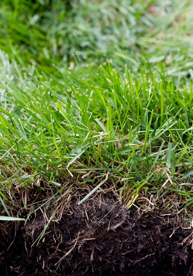 De zode van het gras stock afbeelding. Image of gezond - 22559817