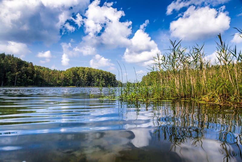 De Zomerdag Bij Een Bosmeer Stock Foto - Image of klimaat, rivier: 91454558