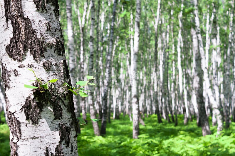 De Zomerlandschap Met Het Bos En De Zon Stock Foto - Image of licht ...
