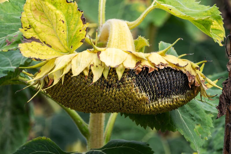 Verwelkte zonnebloem stock afbeelding. Afbeelding bestaande uit ... Verwelkte zonnebloem stock afbeelding. Afbeelding bestaande uit ...