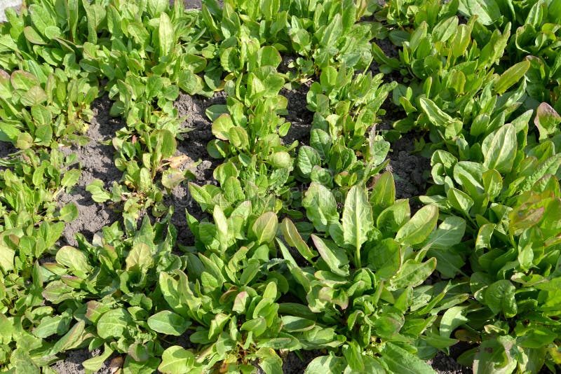 De Zure Zuring Groeit Op Een Bed Stock Foto - Image of mensen, zonder ...