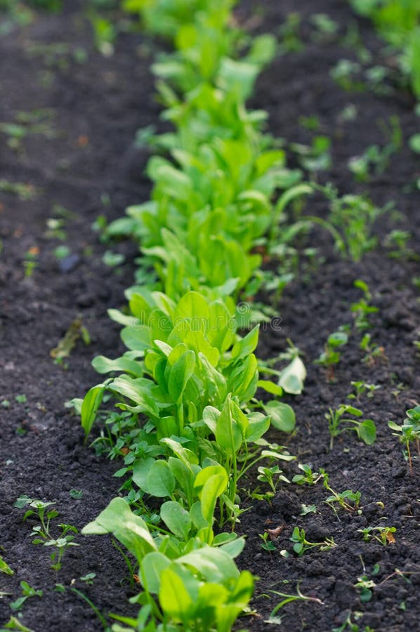 Tuinaardappel stock foto. Image of achtergrond, rust, gras - 9684220