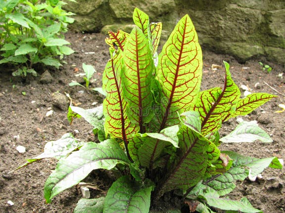 Bloedzuring, Rumex Sanguineus Stock Afbeelding - Image of bloed, dokken ...