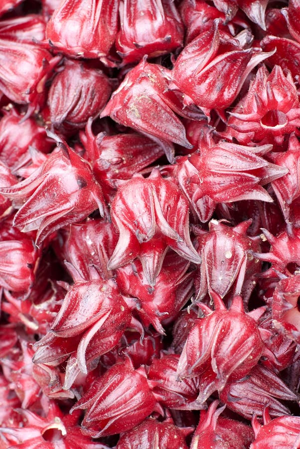 De Zuring Van Jamaïca, Rode Zuring, Roselle, Rozelle Stock Foto - Image ...