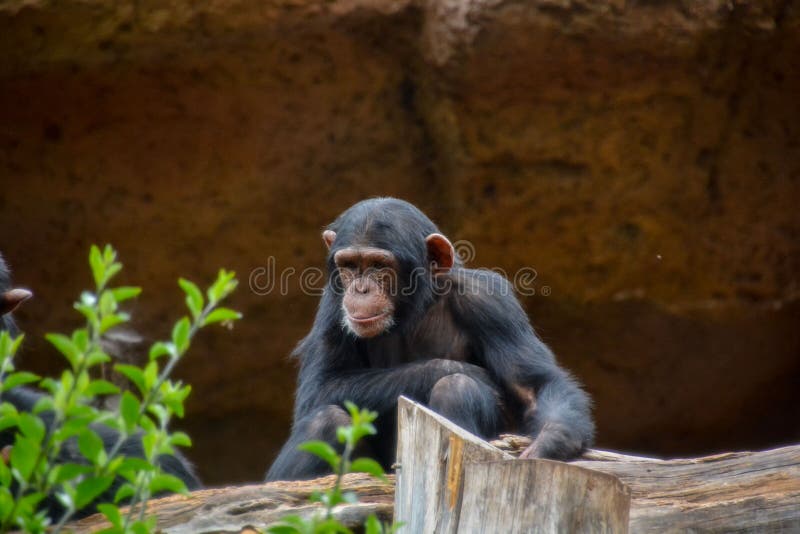De Zwarte Aap Van Het Chimpanseezoogdier Stock Afbeelding - Image of ...