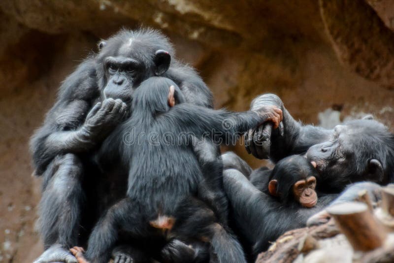 De Zwarte Aap Van Het Chimpanseezoogdier Stock Afbeelding - Image of ...