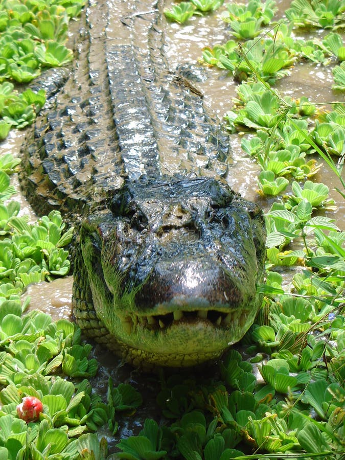 Zwarte kaaiman stock afbeelding. Image of groot, dier - 16676261