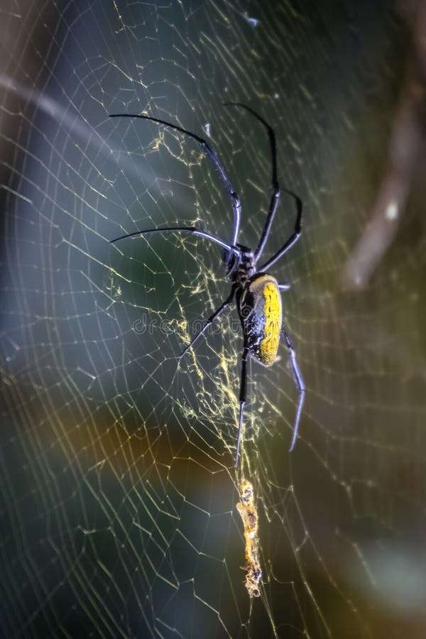 De Zwarte En Gele Spin Van Madagascar Stock Afbeelding - Image of ...