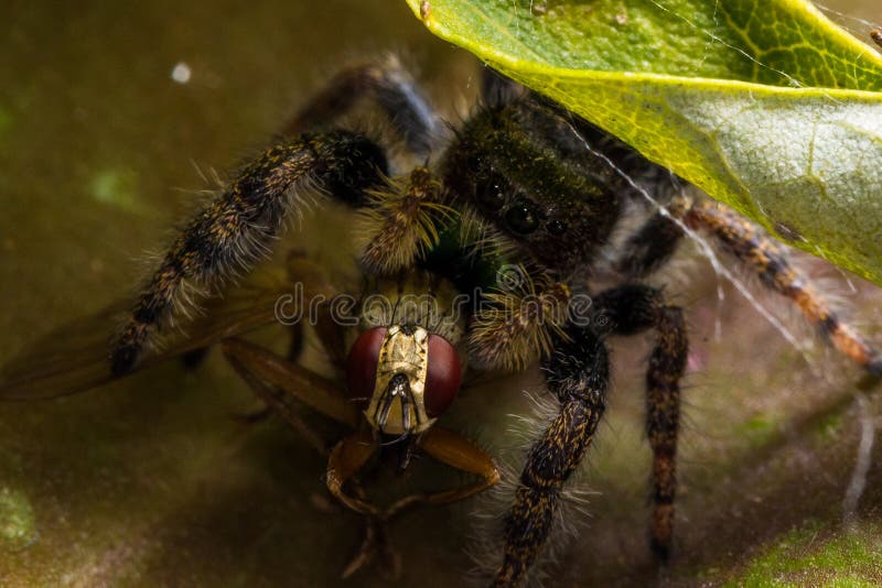 De Zwarte Het Springen Spin Eet Vlieg Met Rode Ogen Stock Afbeelding ...