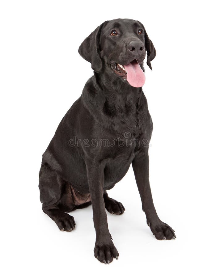 De Zwarte Hond Van De Labrador Stock Afbeelding - Image of puppy, leuk ...