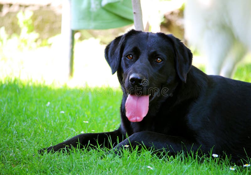 De Zwarte Hond Van Labrador Ontspant Bij Tuin Stock Foto - Image of ...