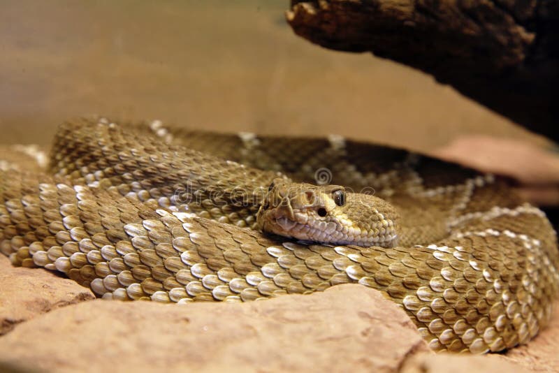 De Zwarte Ratelslang Van Arizona - Crotalus Stock Afbeelding - Image of ...
