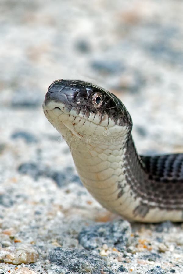 De zwarte Slang van de Rat stock foto. Image of jong - 25835732