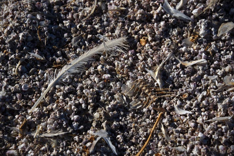 Dead Abstract Fish Bones stock photo. Image of feathers - 54058460
