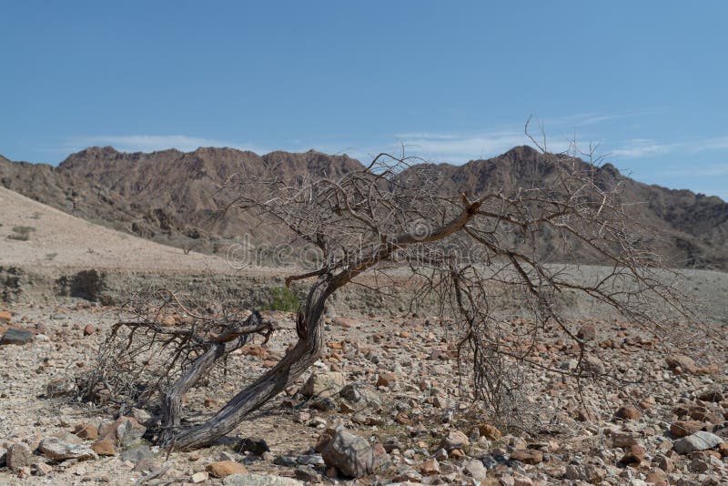 Dead Acacia Tree in Arid Mountains, Oman Stock Image - Image of dead ...