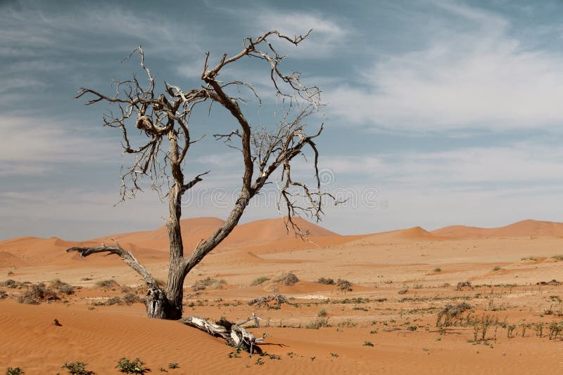 Big Dead Dry Acacia Tree with Wide Branches in Eilat Desert Stock Image ...