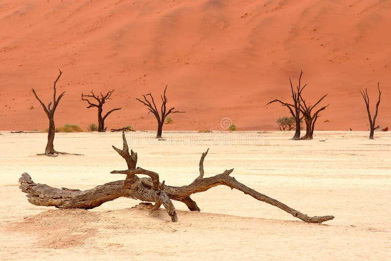 Dead Acacia Trees in the Namib Desert, Namibia Stock Photo - Image of ...