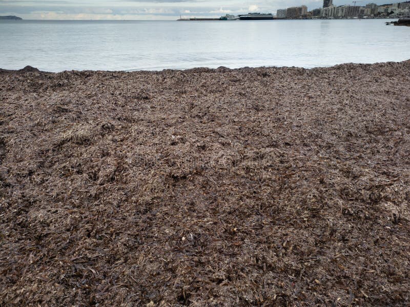 Dead Algae at the End of Summer on an Island in the Mediterranean Sea ...