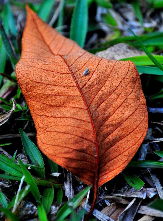 Dead and alive stock photo. Image of fall, seasons, deathoralive ...