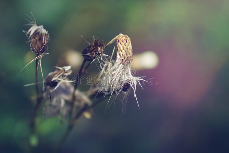 Almost Dead stock photo. Image of canon35mm1, canon, nature - 33412186