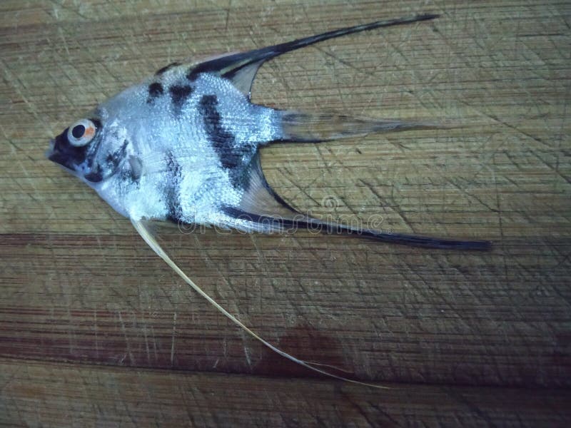 Dead Angelfish Stock Photos - Free & Royalty-Free Stock Photos from ...