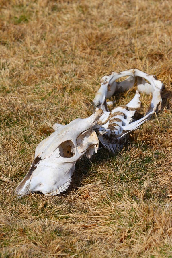 Dead animal stock image. Image of closeup, desolate, bone - 7086817