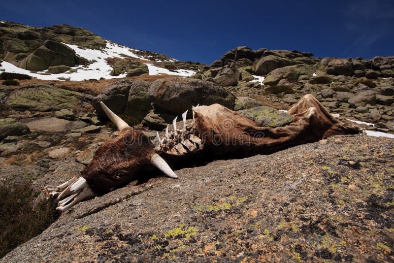 Dead animal carcass stock image. Image of decomposition - 25040285