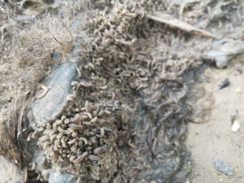 Dead Animal Carcass Crawling with White Maggots. Stock Photo - Image of ...