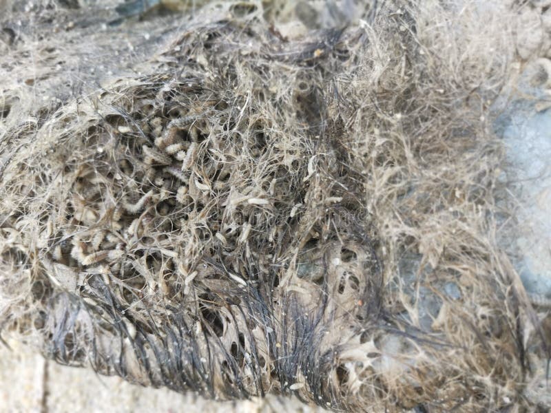 Dead Animal Carcass Crawling with White Maggots. Stock Image - Image of ...