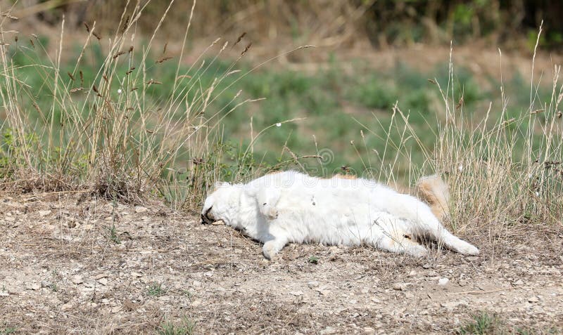 Dead animal in a meadow stock image. Image of accident - 335840191