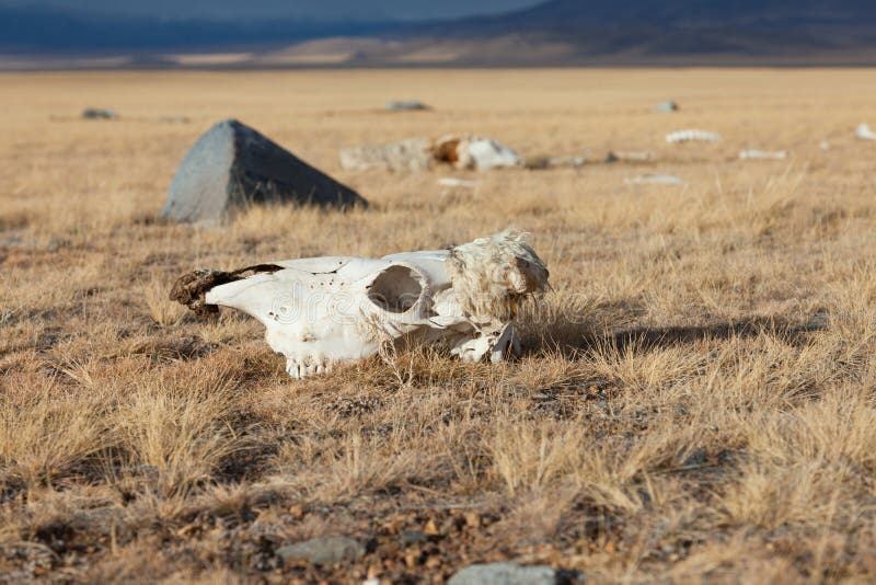 Dead animals stock image. Image of bone, environment - 28186069
