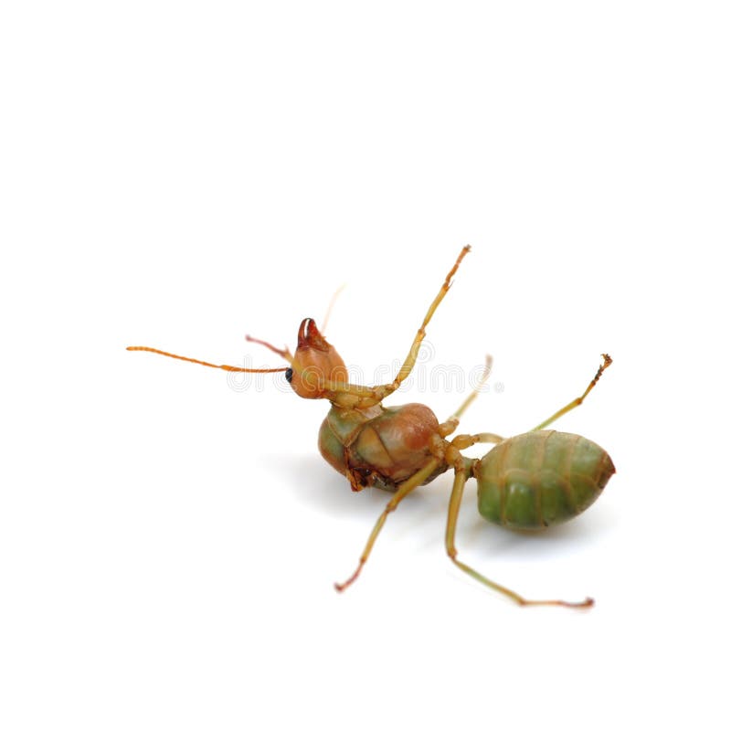 Dead Ant stock image. Image of insect, invertebrate, isolated - 27421479