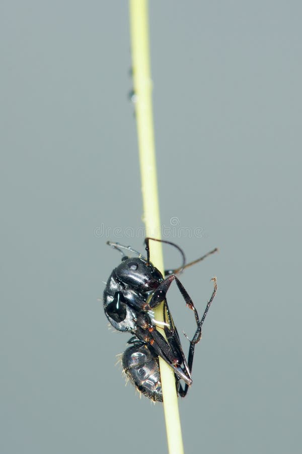 Dead ant stock photo. Image of breathless, animals, death - 43300722