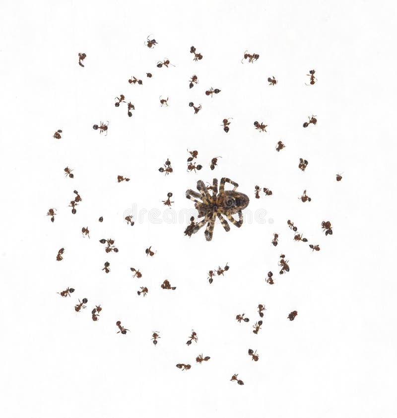 Dead Ants and Dead Spider Isolated on White Stock Image - Image of ...