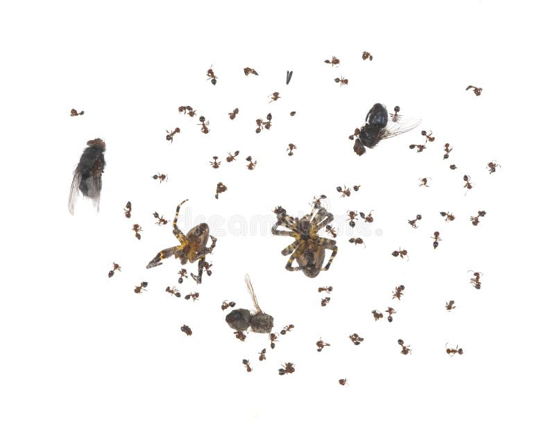 Dead Ants and Dead Spider Isolated on White Stock Image - Image of ...