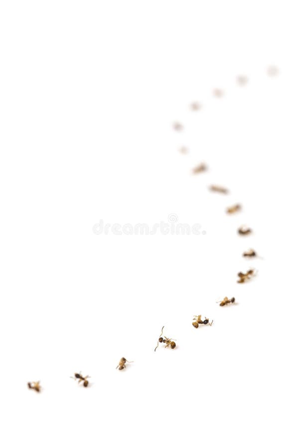 Ants queue stock photo. Image of queue, group, animals - 27960158