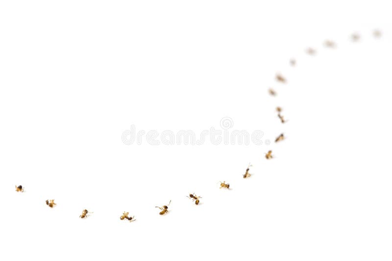 Ants queue stock photo. Image of queue, group, animals - 27960158