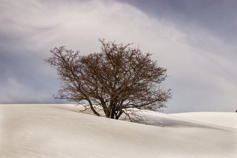 The dead apple tree stock photo. Image of celebration - 54342868