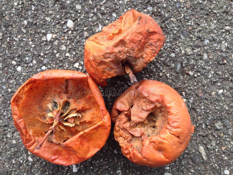 Dead Apples stock image. Image of life, decay, still - 60623805