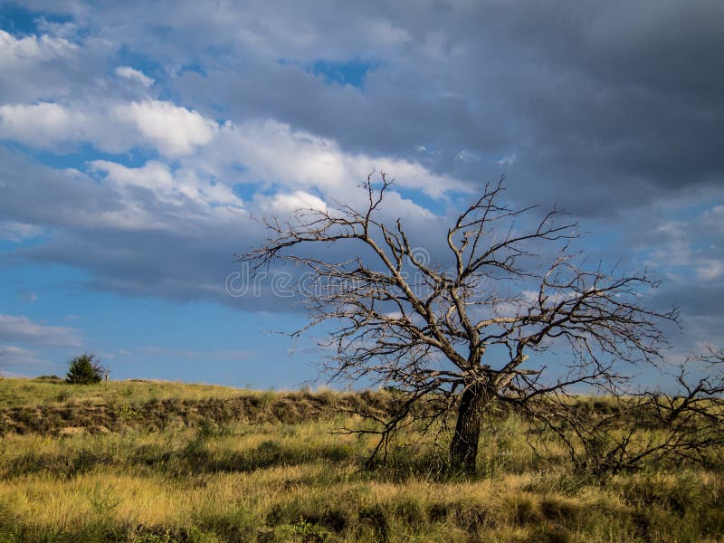 Dead Apricot Tree in a Field with Clouds Stock Image - Image of dead ...