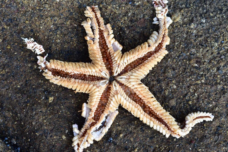 Decomposing Dead Sand Sea Star Stock Image - Image of falling, rock ...