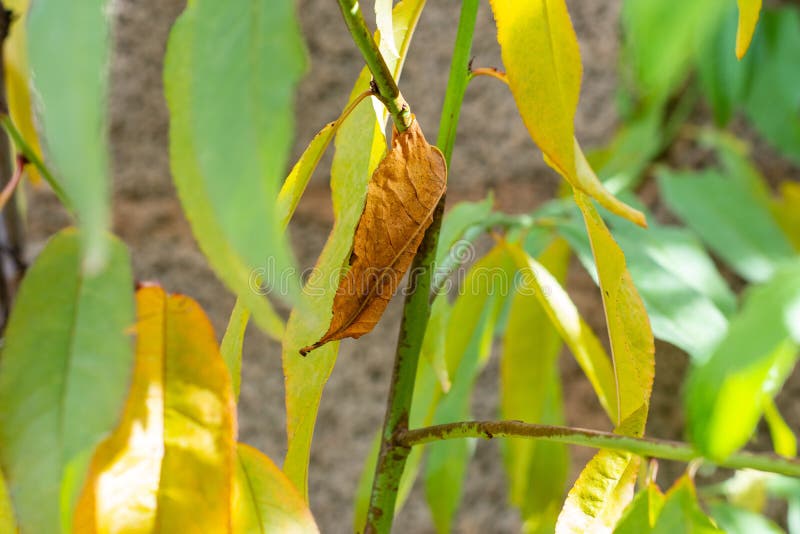 Dead Autumn Leaf Lying on the Tree Branch. Stock Image - Image of close ...