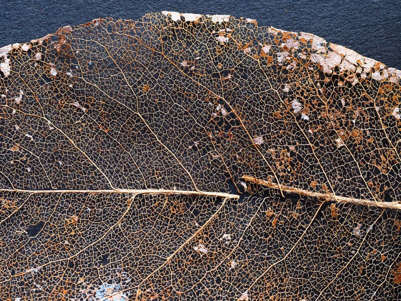 Dead Autumn Leaf stock photo. Image of skeleton, leaf - 369062428