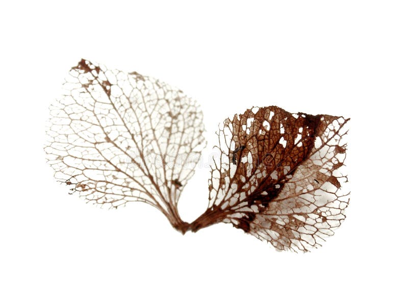 Translucent leaves stock image. Image of white, vein, overlap - 3133139