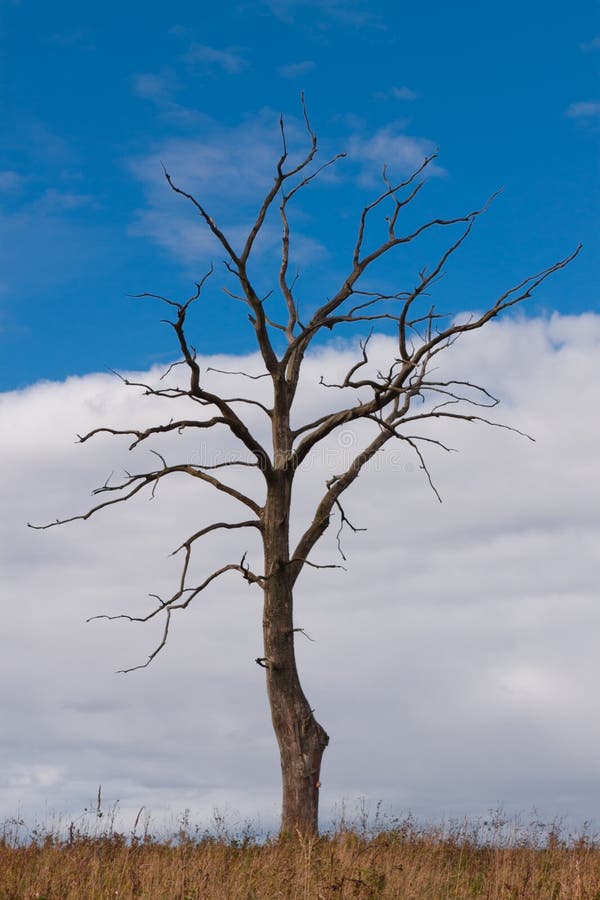 Dead autumn tree stock photo. Image of shadow, plant - 16719580