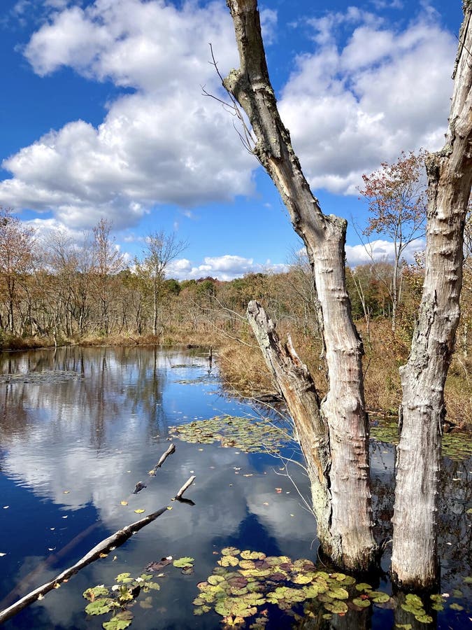 Dead Autumn Tree in Pond stock photo. Image of blue - 259765932