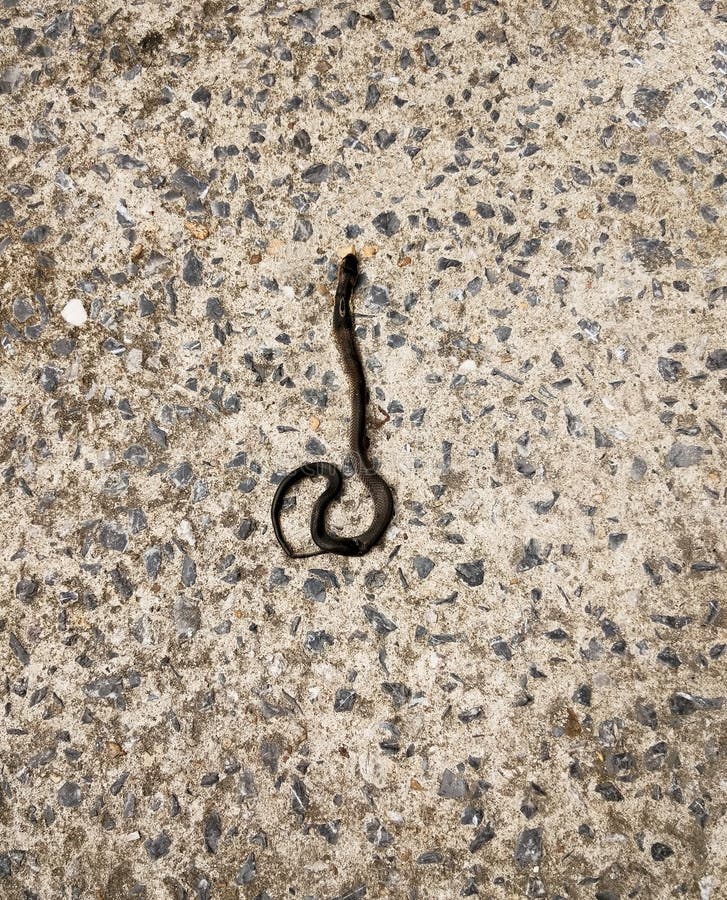 Dead baby cobra stock photo. Image of snake, white, predator - 74275990